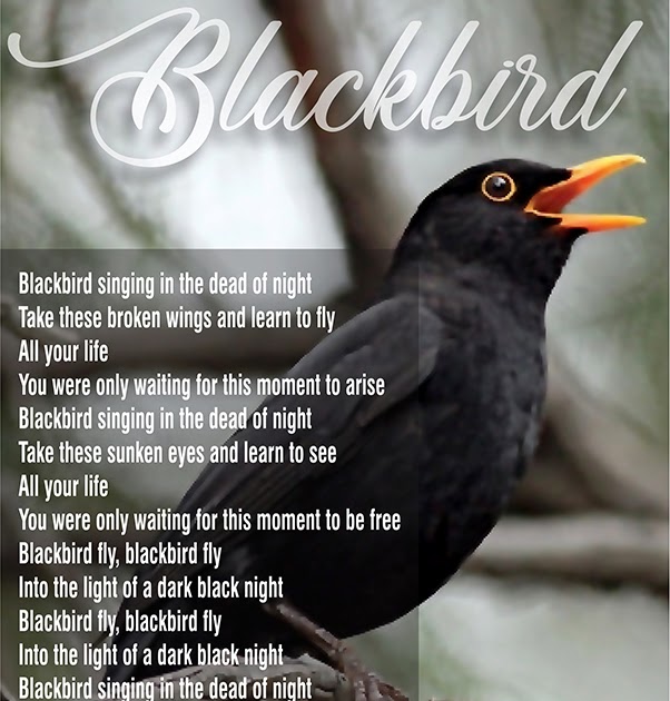 O Baú do Edu: THE BEATLES - BLACKBIRD - 1968