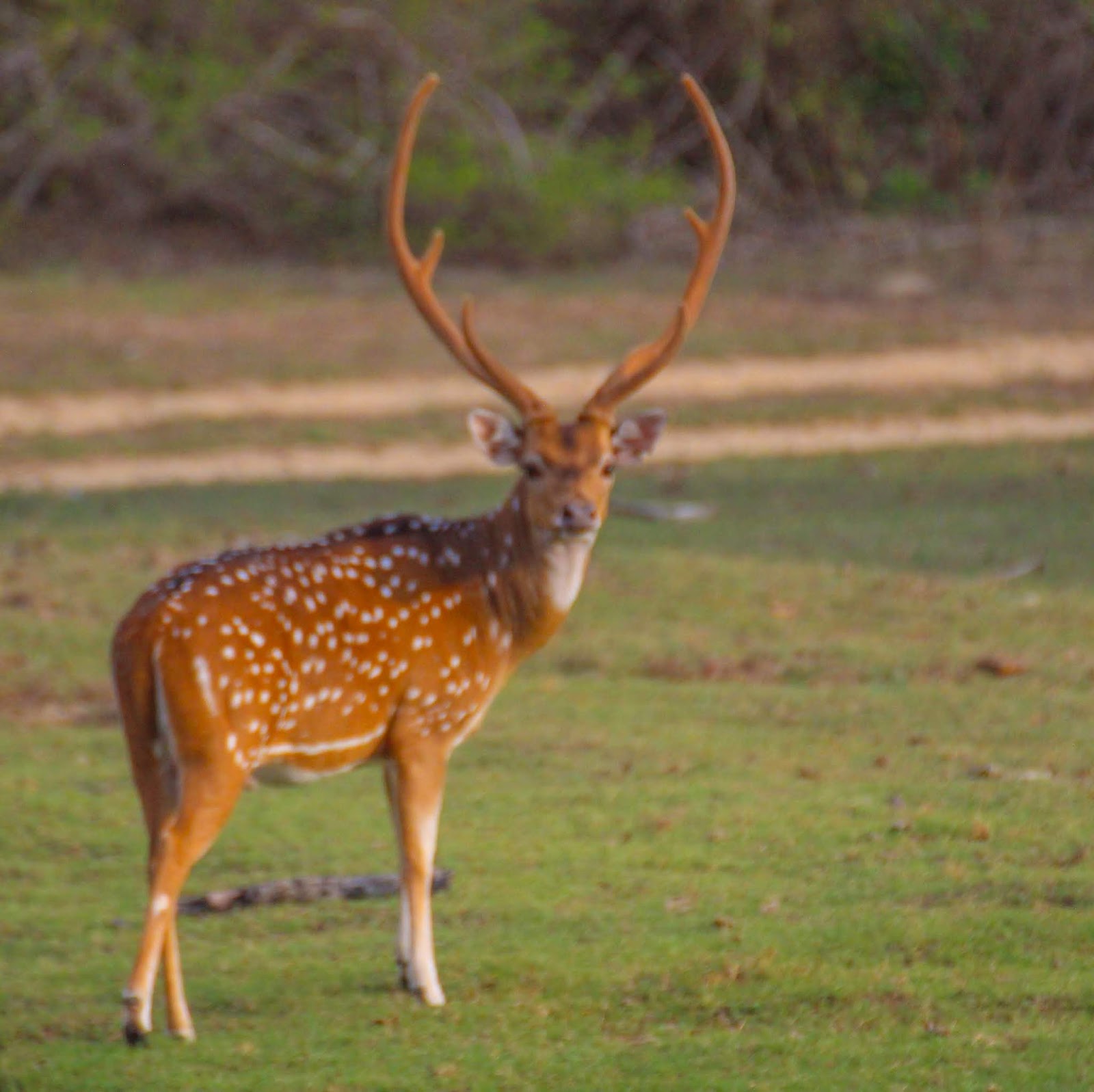 Cannundrums: Sri Lankan Axis Deer
