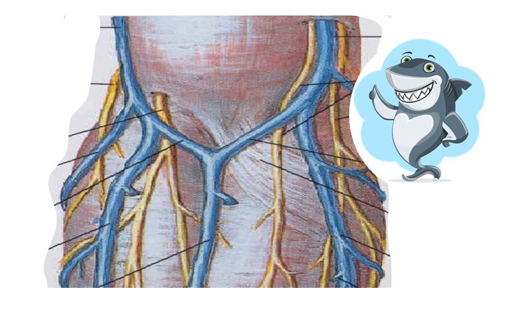 [SOP] Cara dan Prosedur Pemasangan Infus • Laman 2 dari 4 • Positif62