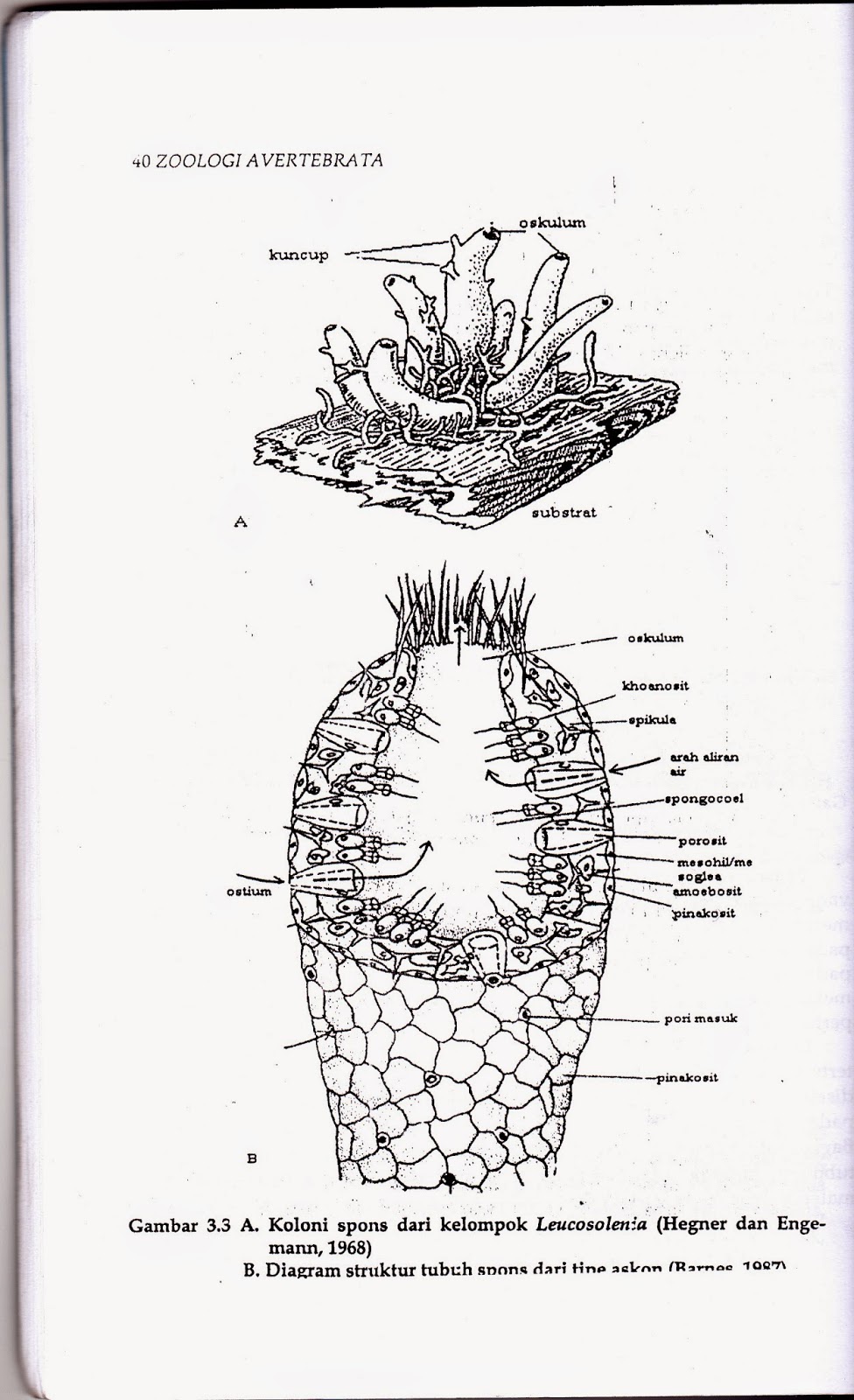 Materi Filum Porifera ~ Phylum Porifera