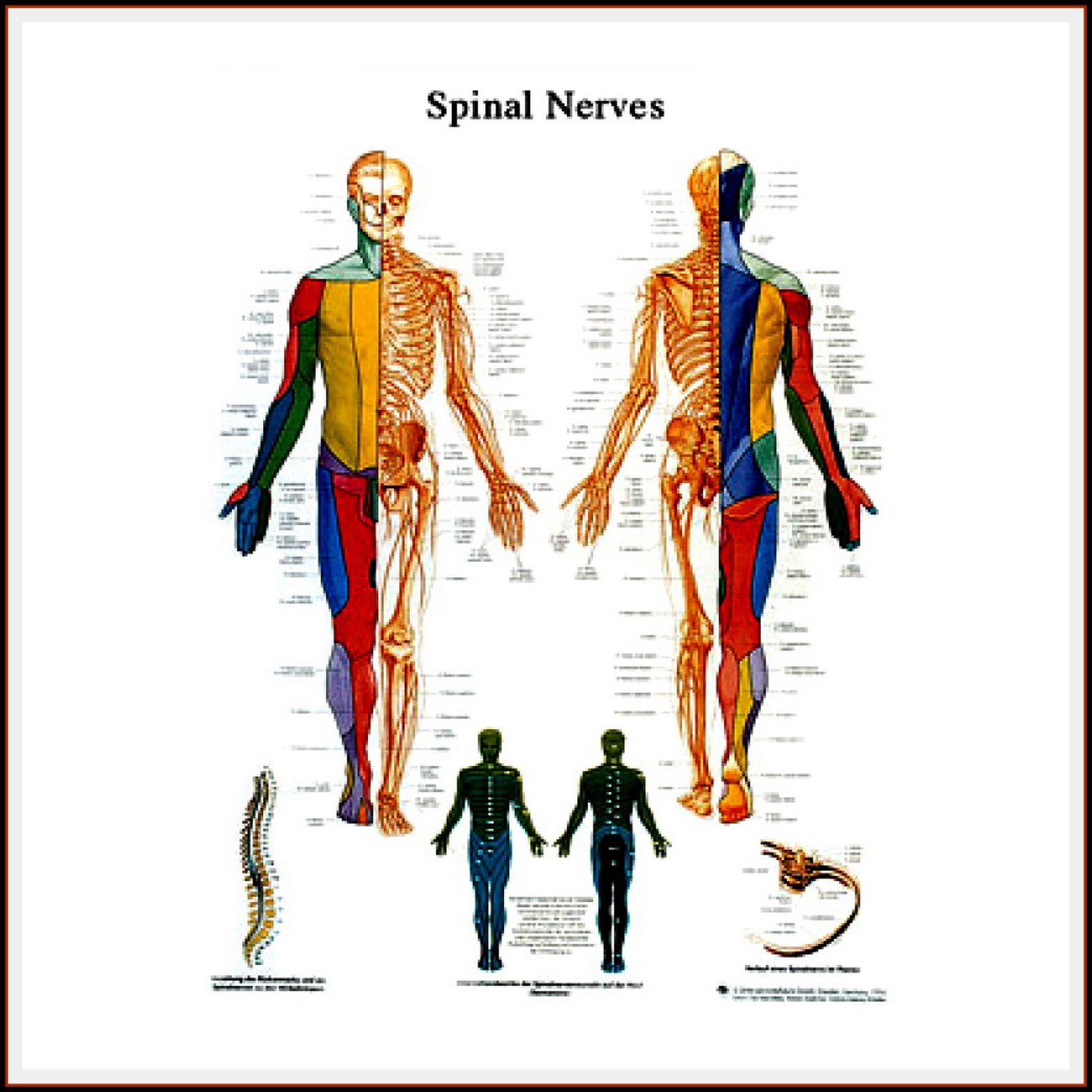 truthlady3: Dermatomes Dermal Segmentation