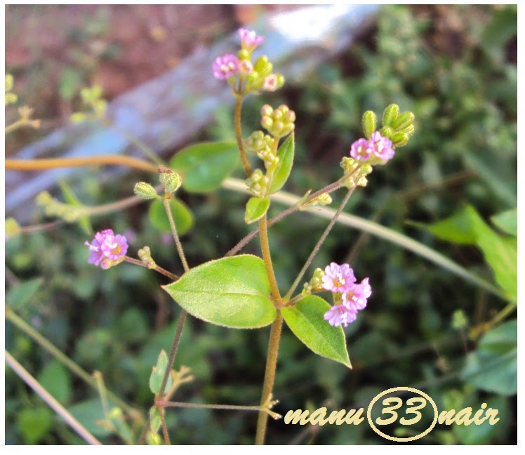 papanasini: THAZHUTHAMA ( Boerhavia diffusa )