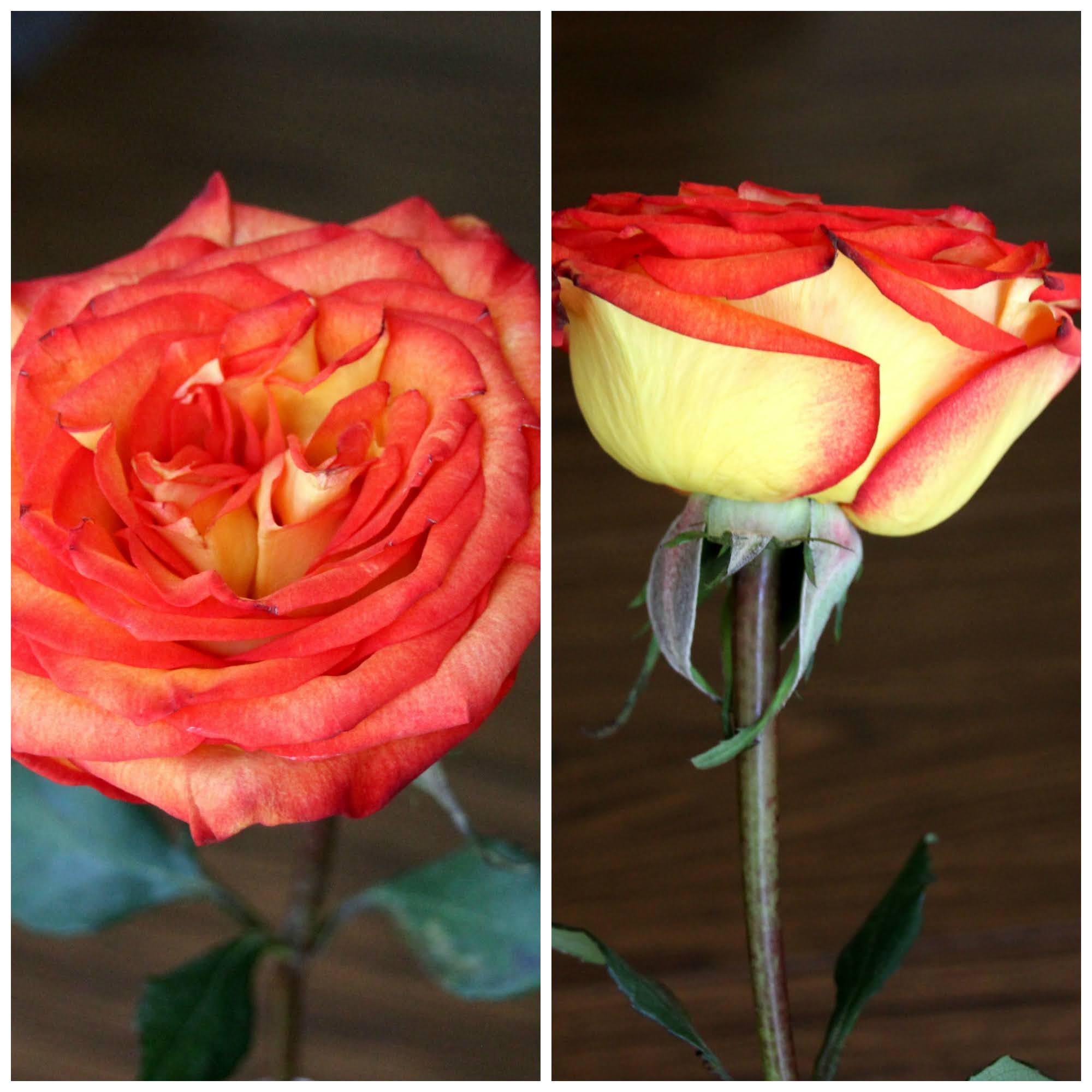 To Behold the Beauty: 9/1/17 - 10/1/17