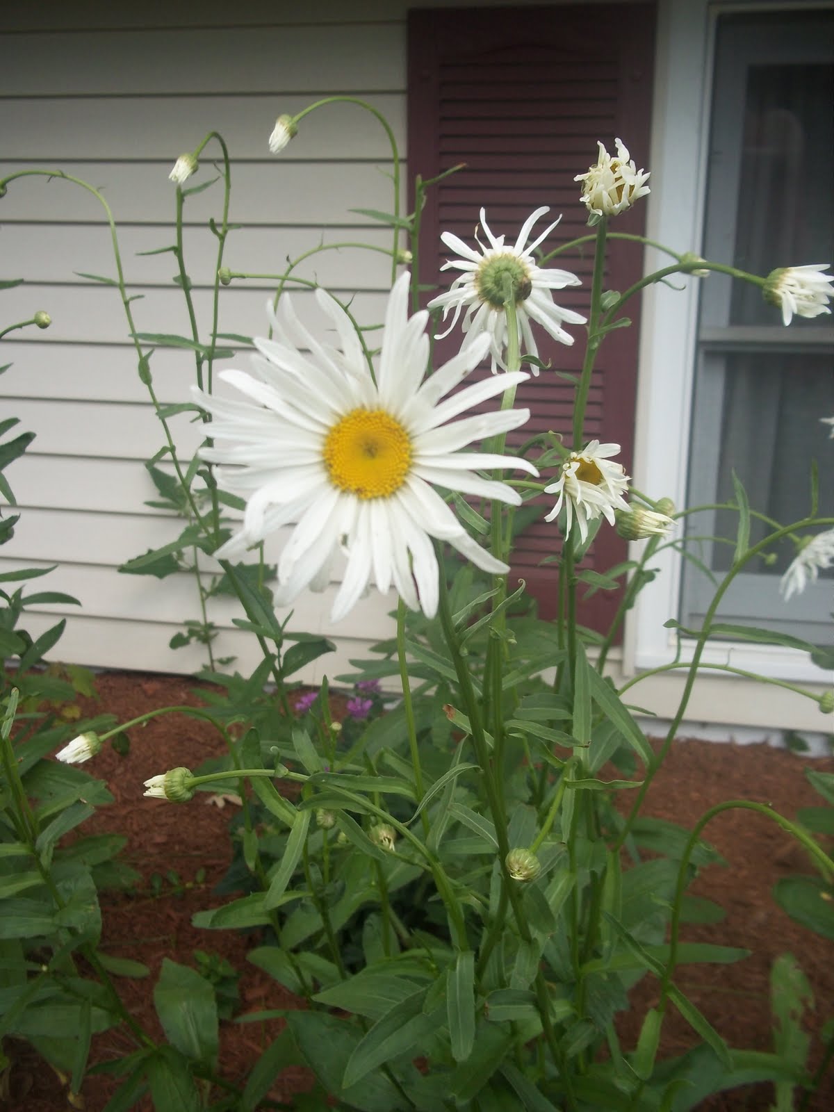 You'll Thank Me One Day: Daisy Science Experiment
