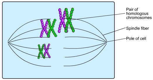 What Are Spindle Fibers