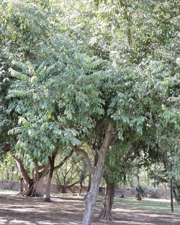 Plants & Environment: Connecting Traditions with Science: 1. Children's ...