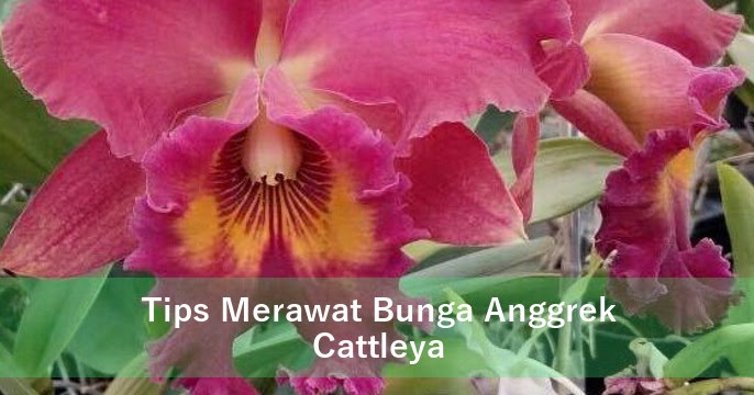 Tips Merawat Bunga Anggrek Cattleya