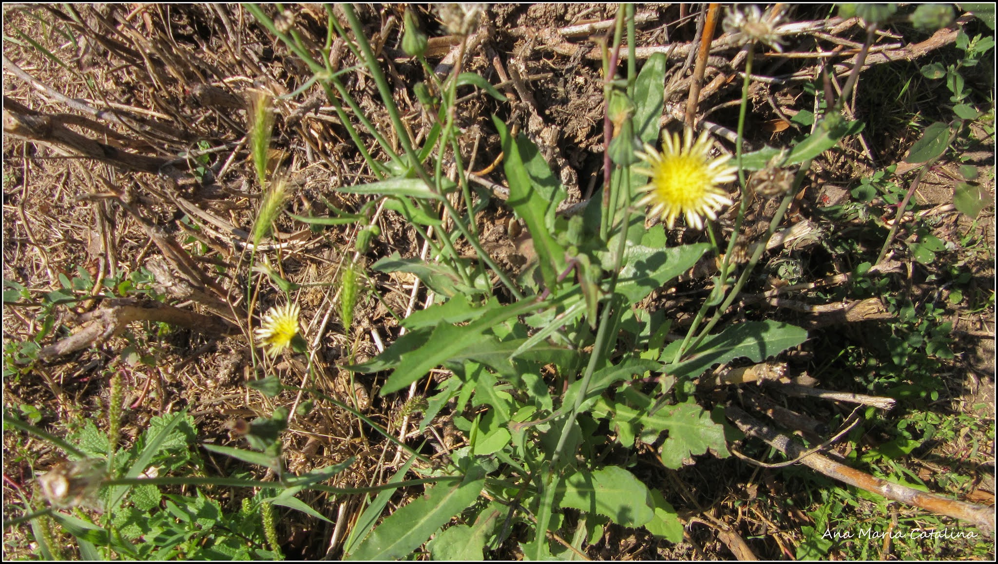 Lumea văzută din Turda: Susai (Sonchus arvensis si Lactuca serriola L)