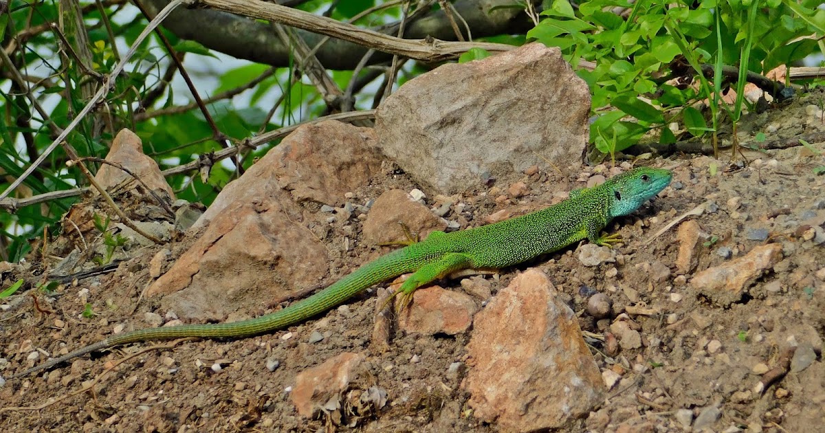 Sargantanes i Dragons: Lacerta viridis - Llangardaix verd oriental