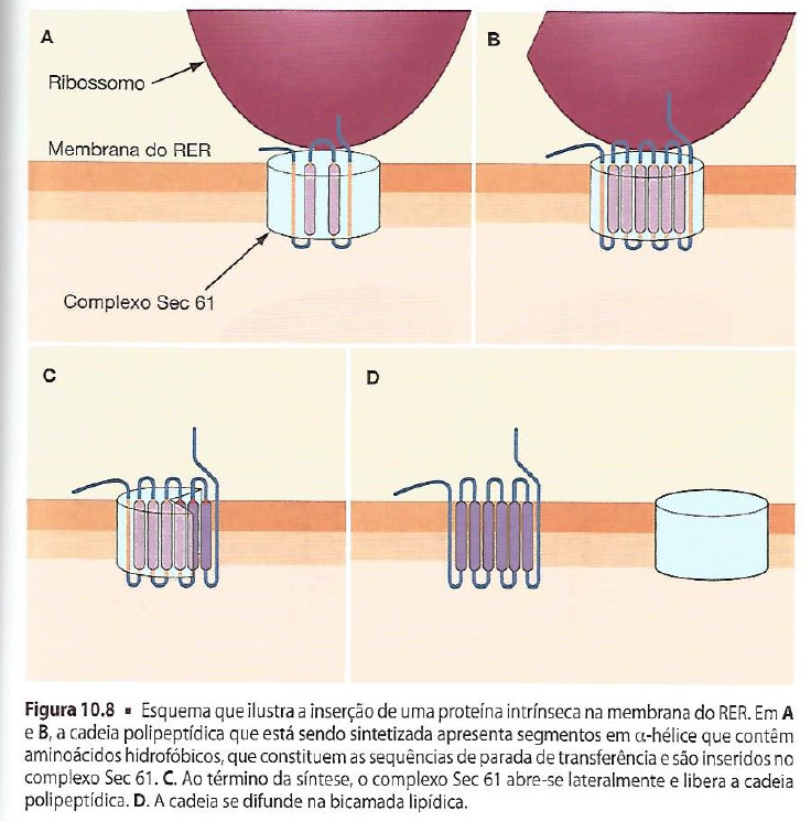 Esquema que ilustra a inserção de uma proteína intrínseca na membrana ...