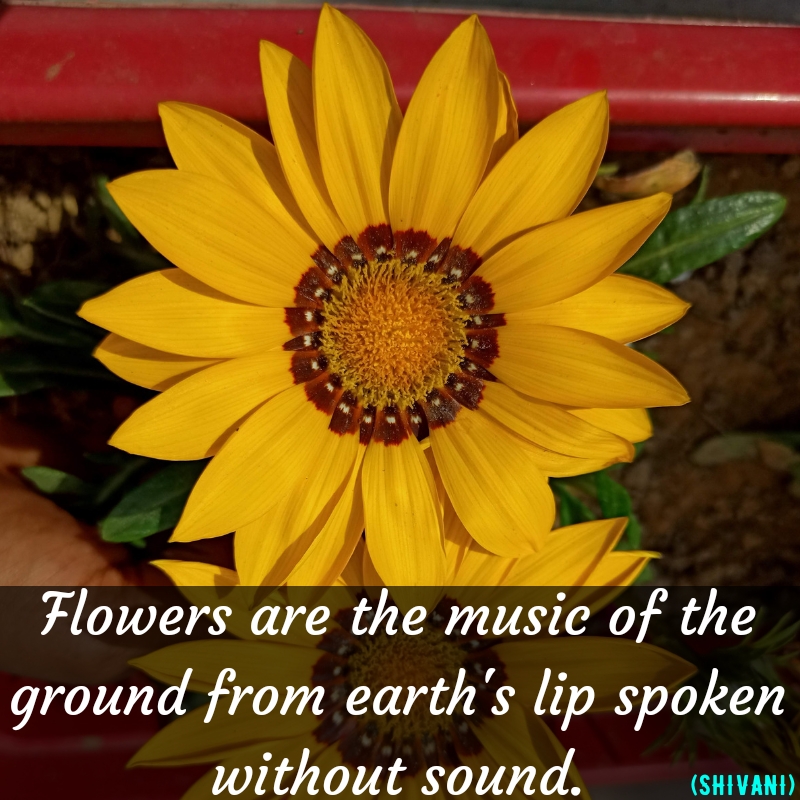 Best 30 Inspirational Flower Quotes With Beautiful Pictures-Quotes ...