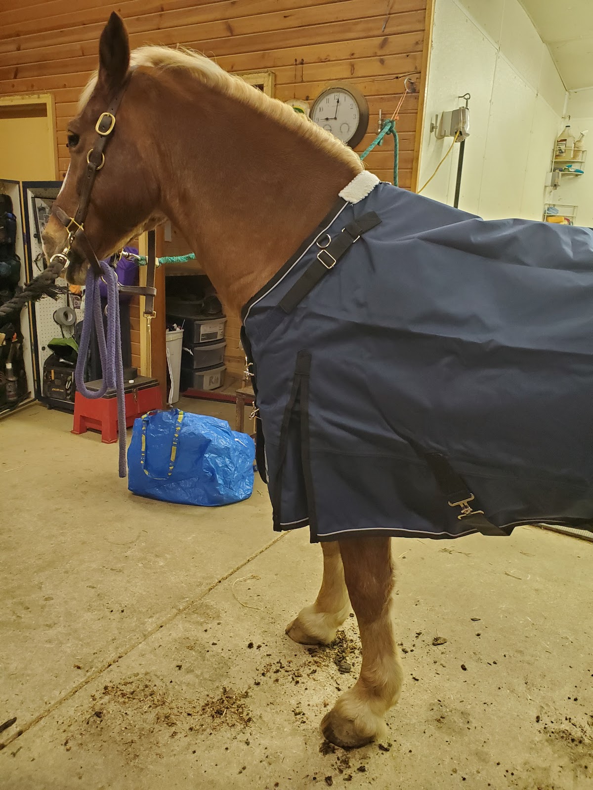 Cob Jockey: New Threads: SmartPak Ultimate AdjustaNeck Turnout Sheet