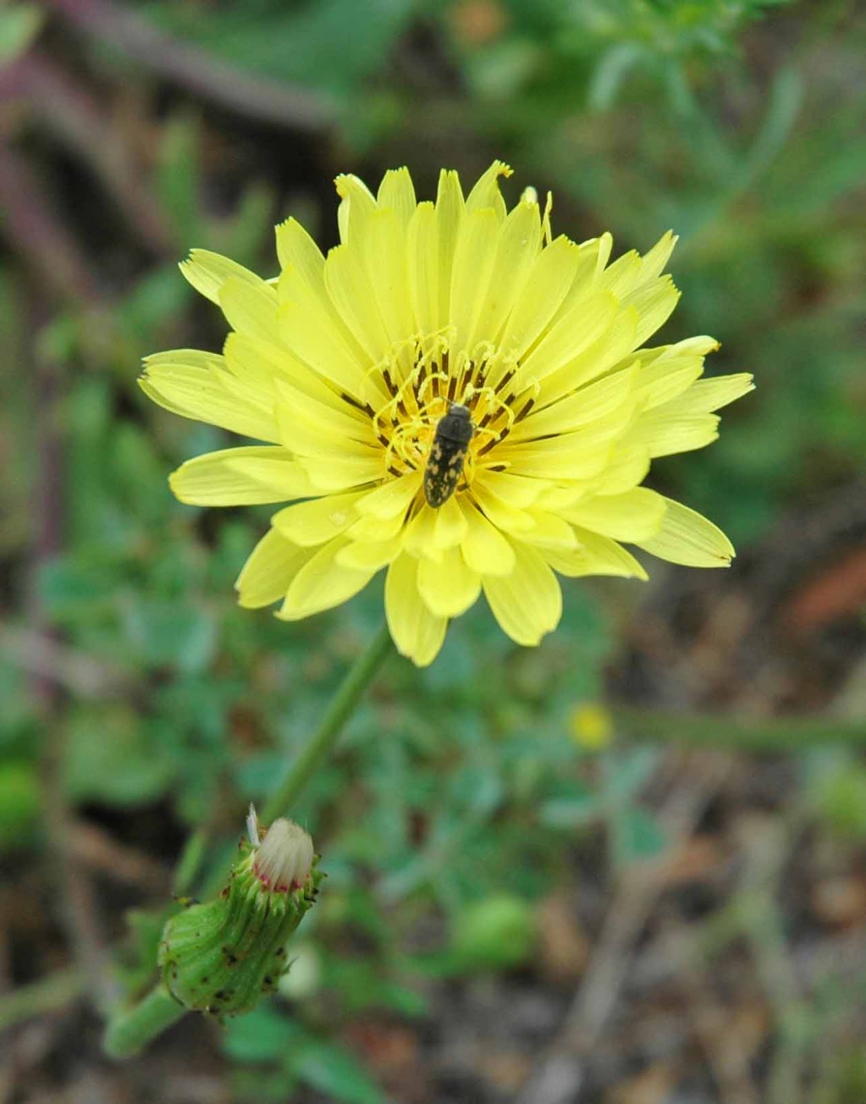 Window on a Texas Wildscape: The Texas dandelion
