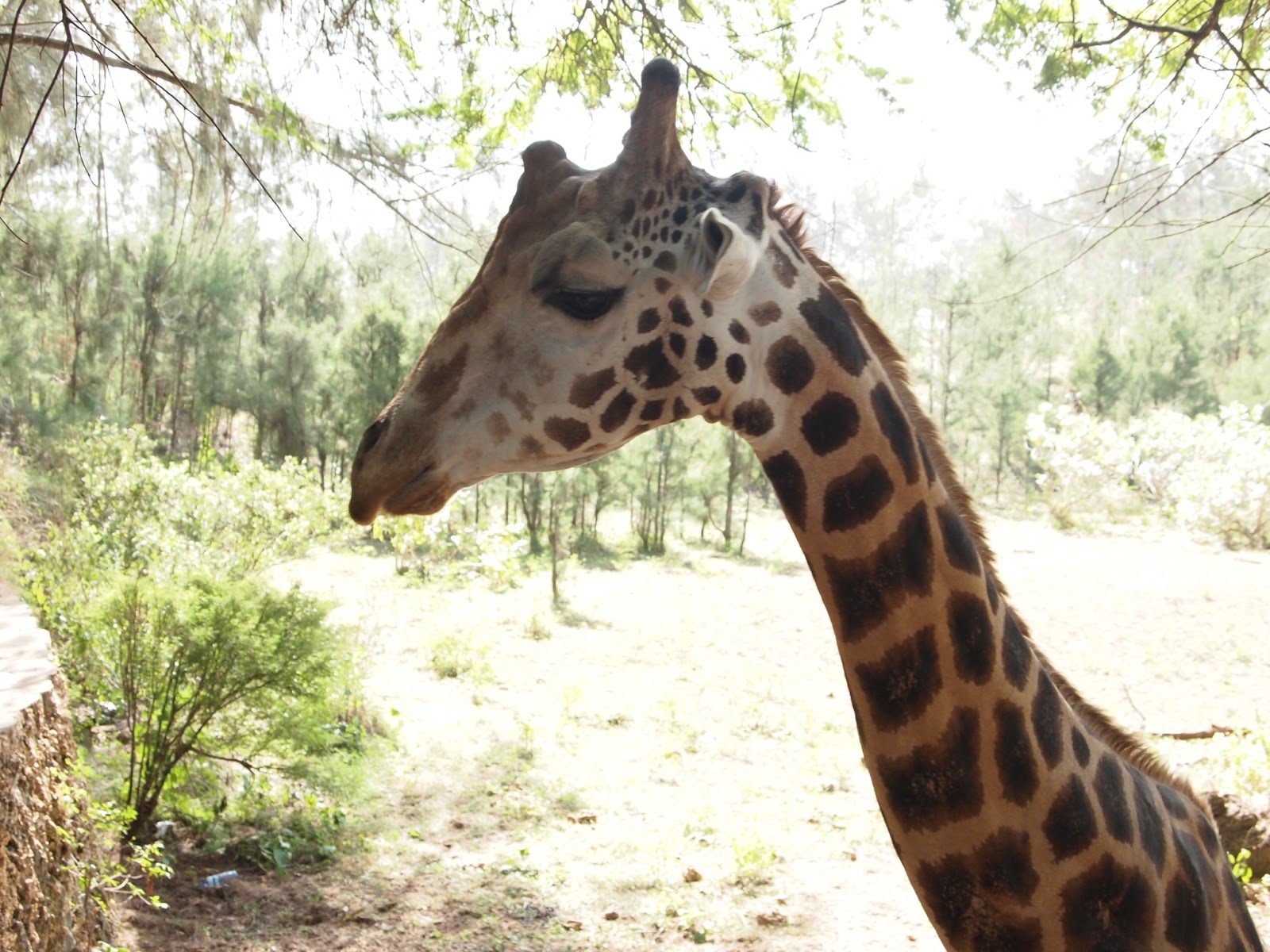 The Azanian Sea: Haller Park in Bamburi, Kenya