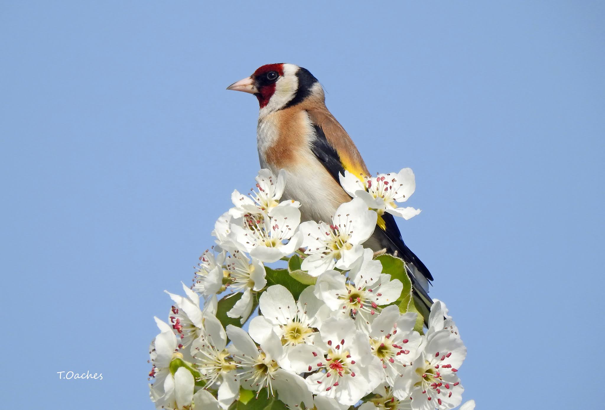 PASARI DIN ROMANIA: STICLETE(1), Carduelis carduelis