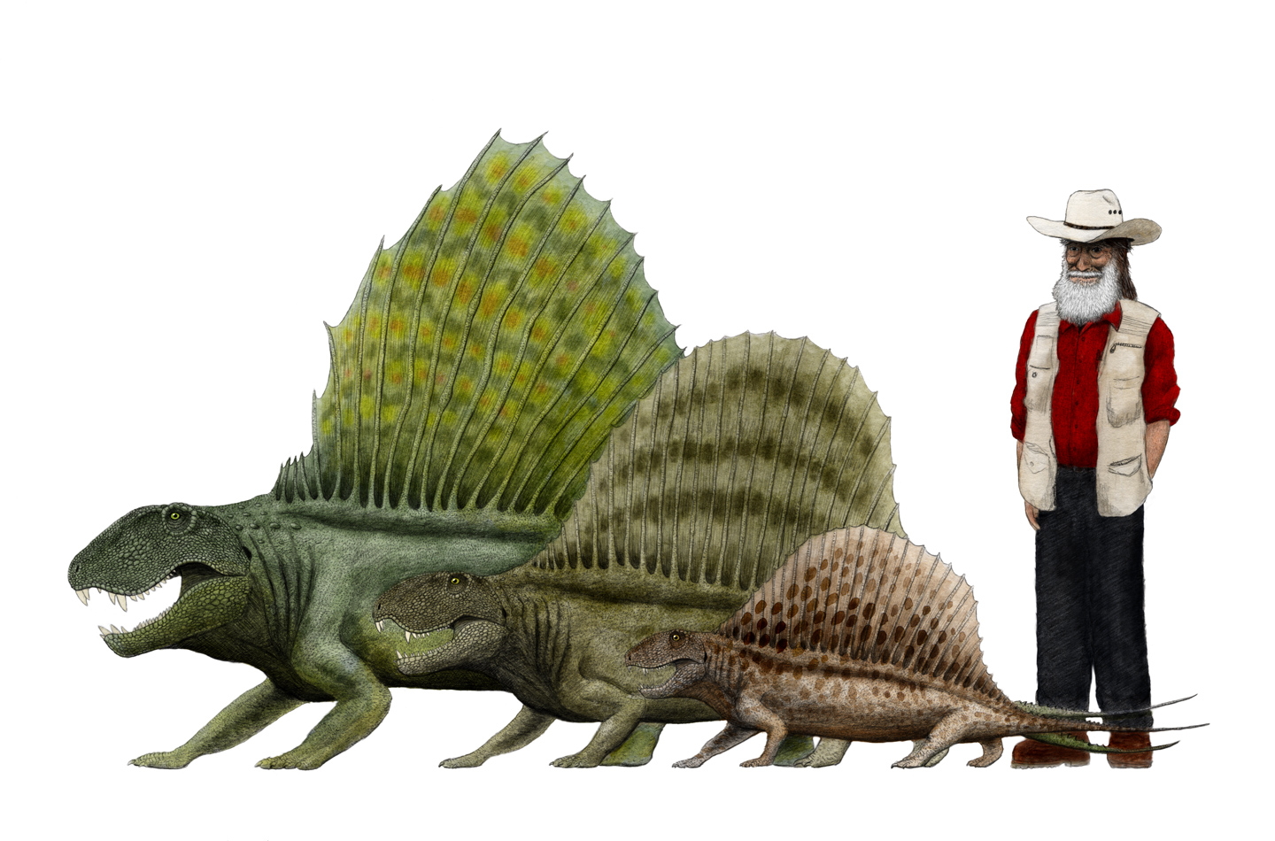 Daniel Roig - Dimetrodon grandis, Dimetrodon limbatus y Dimetrodon ...