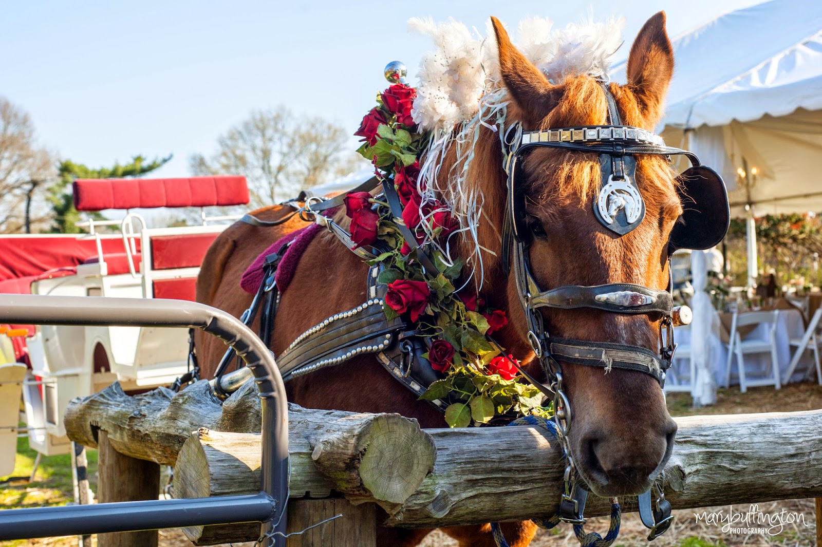 Aldas Magnolia Hill: A Peek inside the Big Red Barn