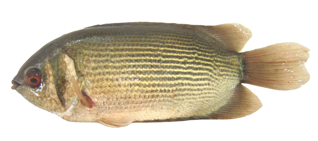 Bentuk Sirip Ikan - Lalaukan