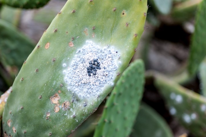 Siempre será primavera: El insecto que habitualmente comemos y no nos ...
