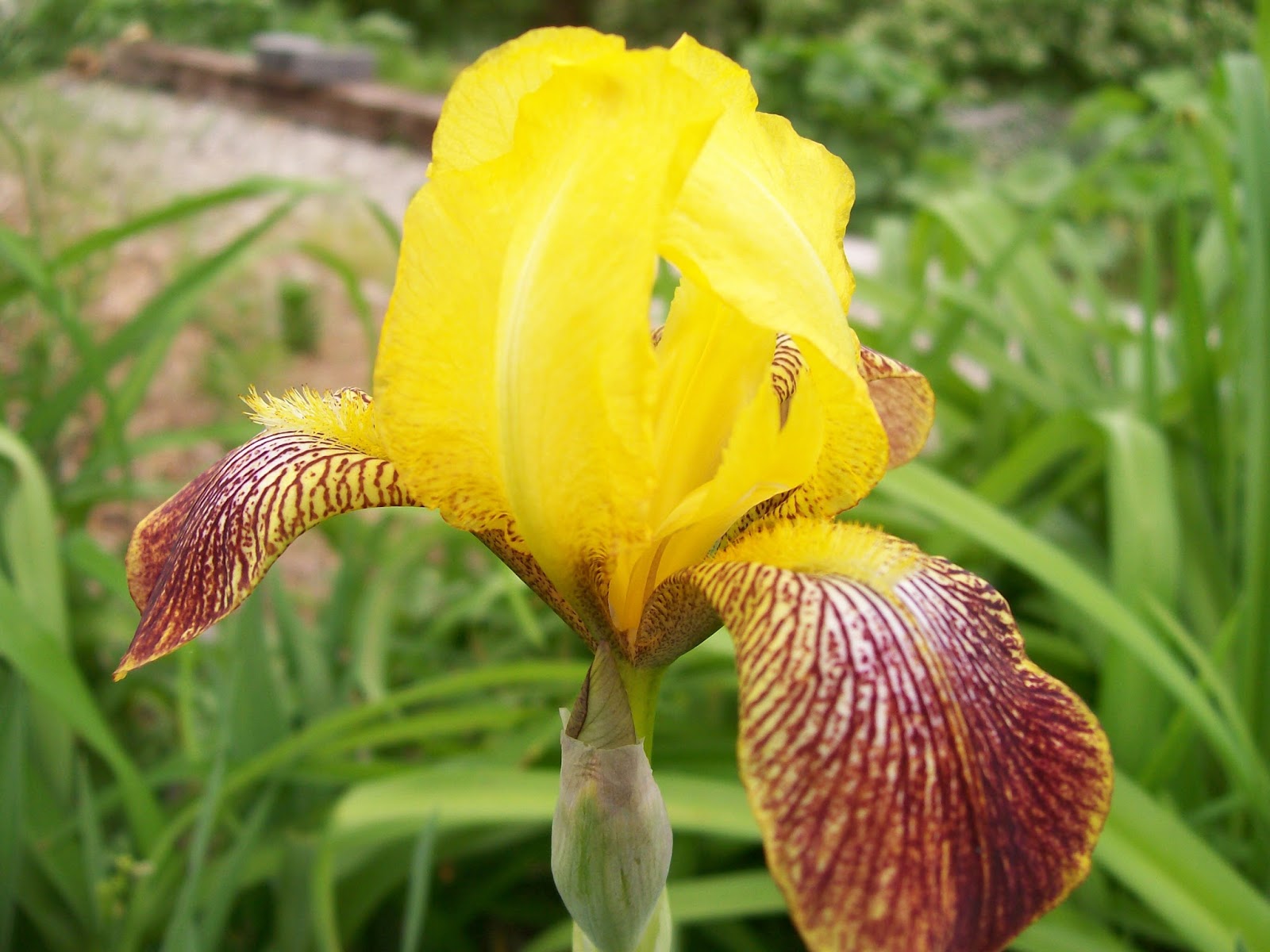 Intuitive Value: Spring to Mid-Summer Garden and Landscape