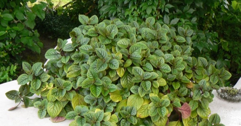 Pelargonium: Plectranthus 'NICO'