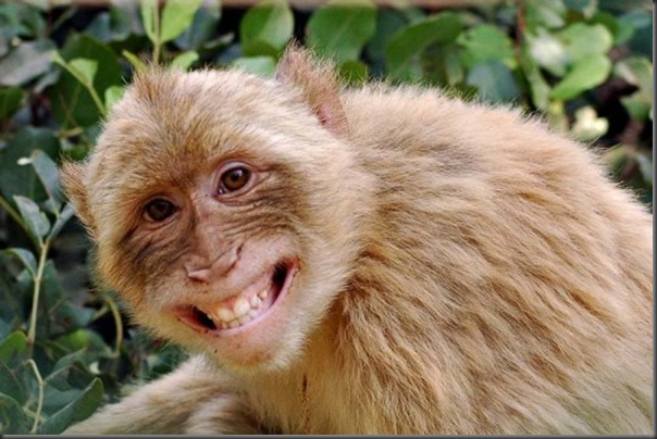 Curiosos e Engraçados: Macacos Sorrindo