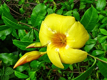 Allamanda Grandiflora -Golden Trumpet-Val Rukaththana | SL Flora