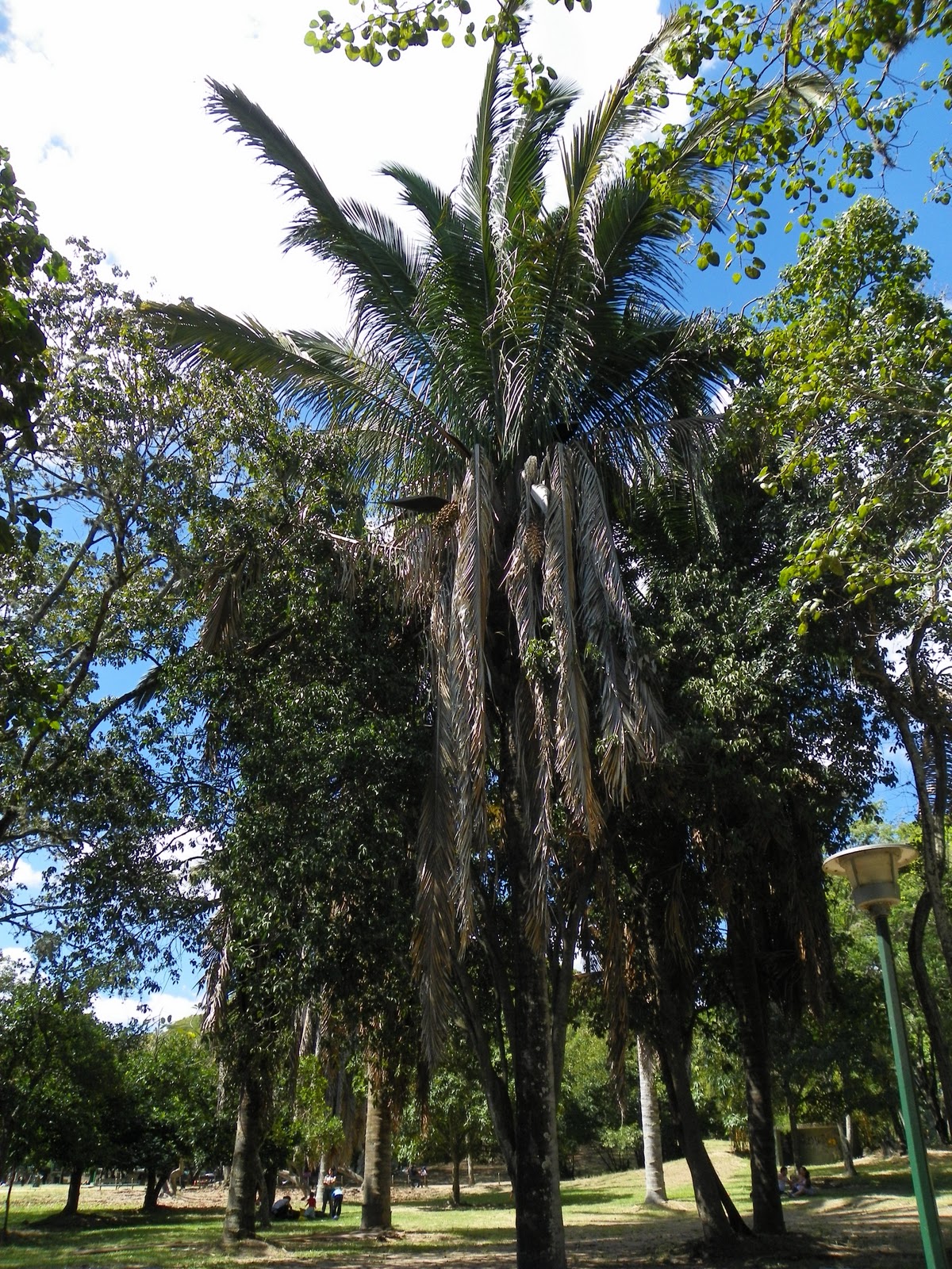 verdevenezuela: Parque "Generalísimo Francisco de Miranda", Parque del Este