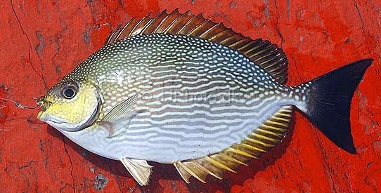 MENGENAL IKAN BARONANG ( Siganus canaliculatus ) ~ MEDIA PENYULUHAN ...