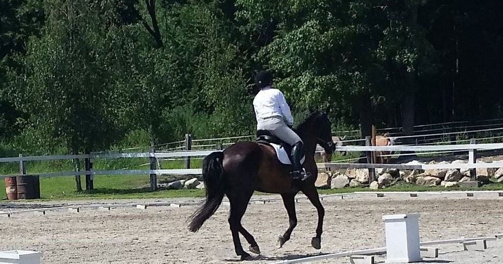 Thoughtful Equestrian: The four beat canter