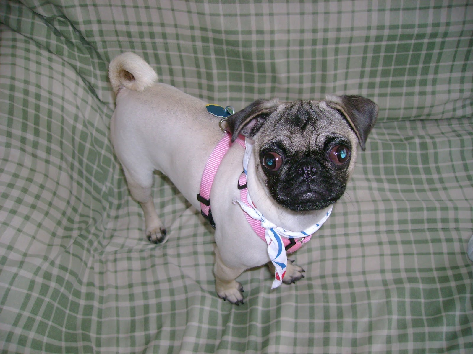 Pia Pia, a Pug with a Purpose..: Benefits of a PTS Service Dog for our ...