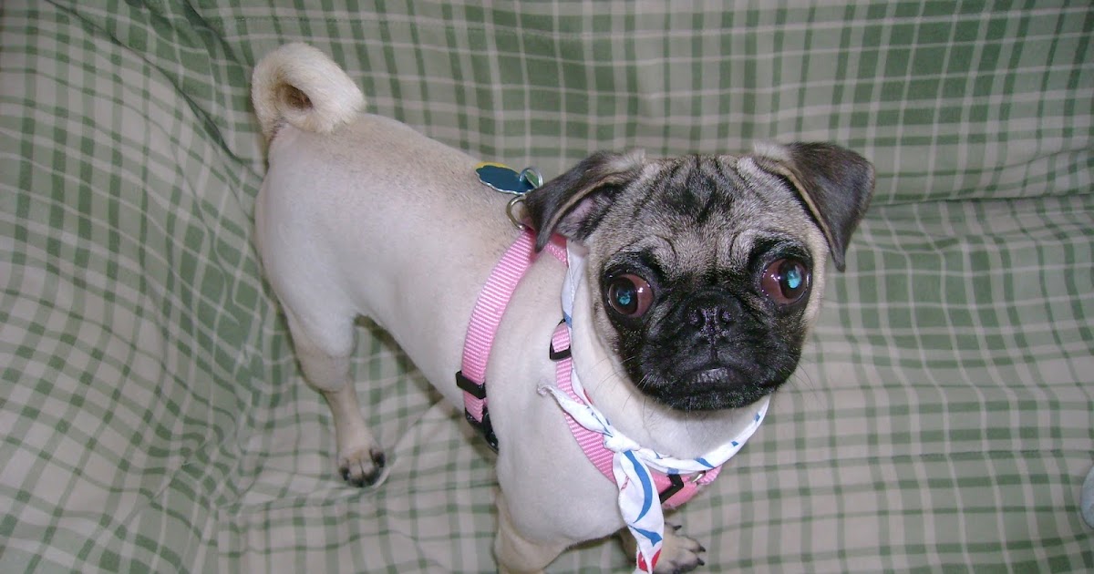 Pia Pia, a Pug with a Purpose..: Benefits of a PTS Service Dog for our ...