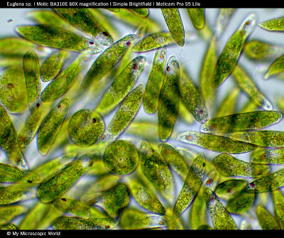 Motic Europe | Blog: Euglena - part plant, part animal
