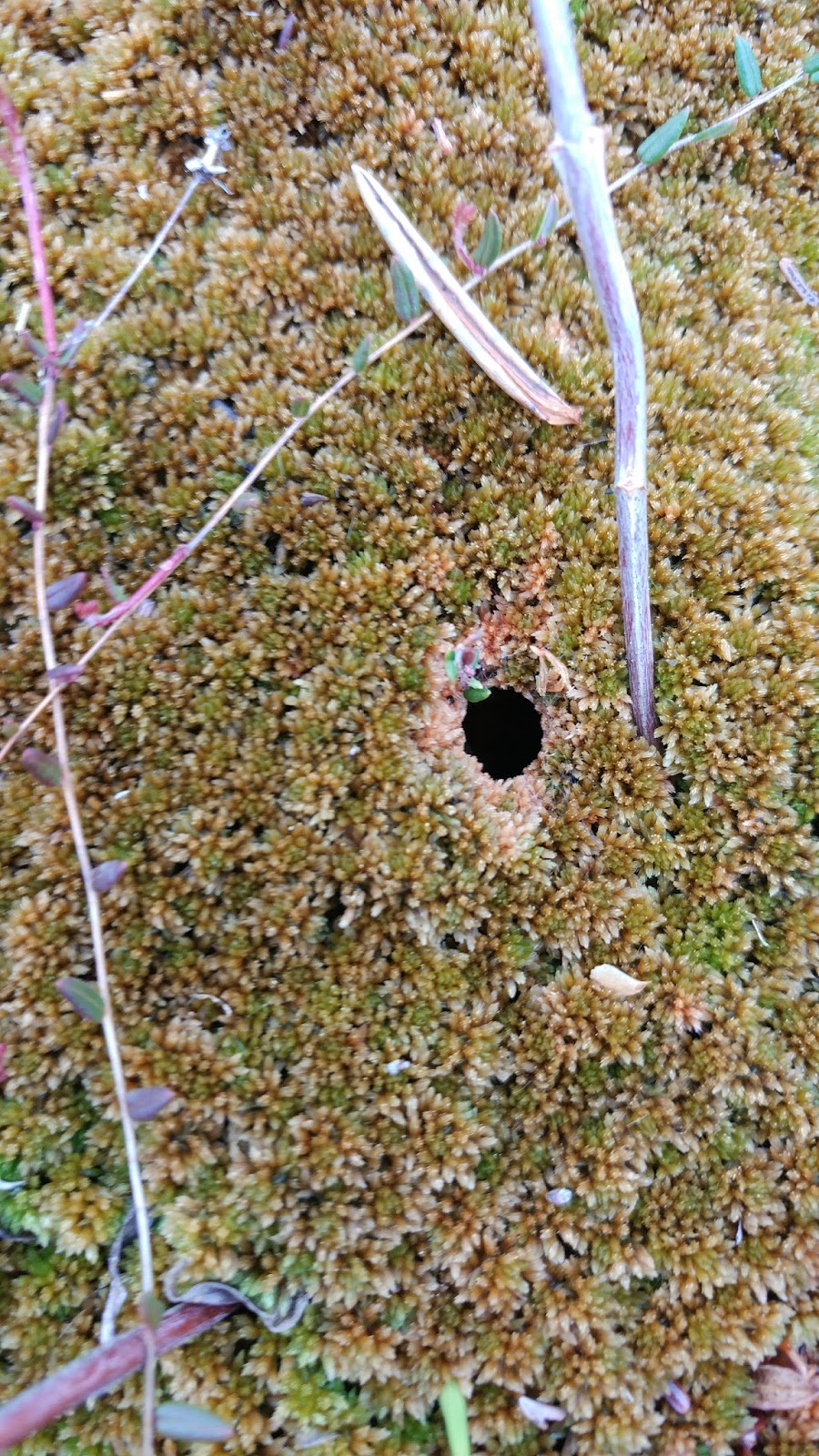 The 55th Parallel: Pictures 2017