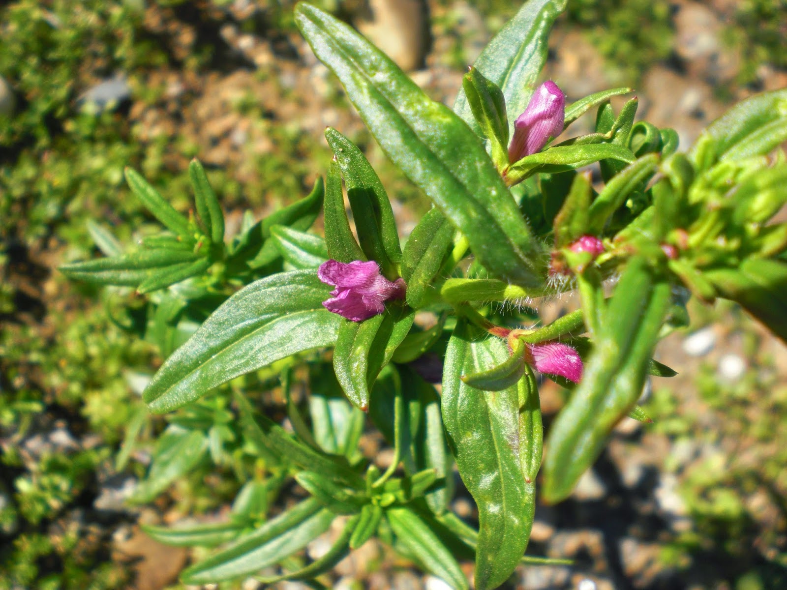 Perfumes y luces de Extremadura: Dragoncillo, Misopates orontium.