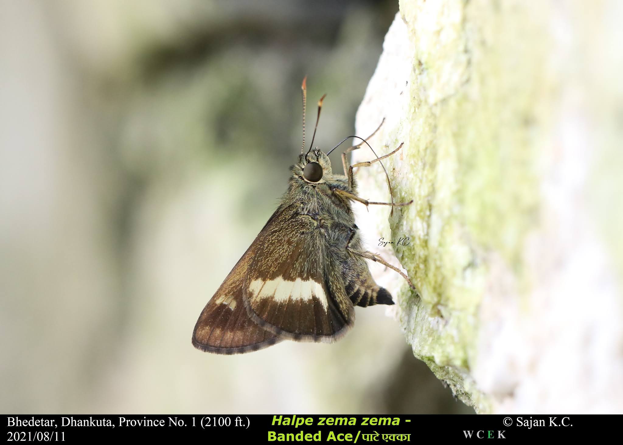 Butterflies of Nepal