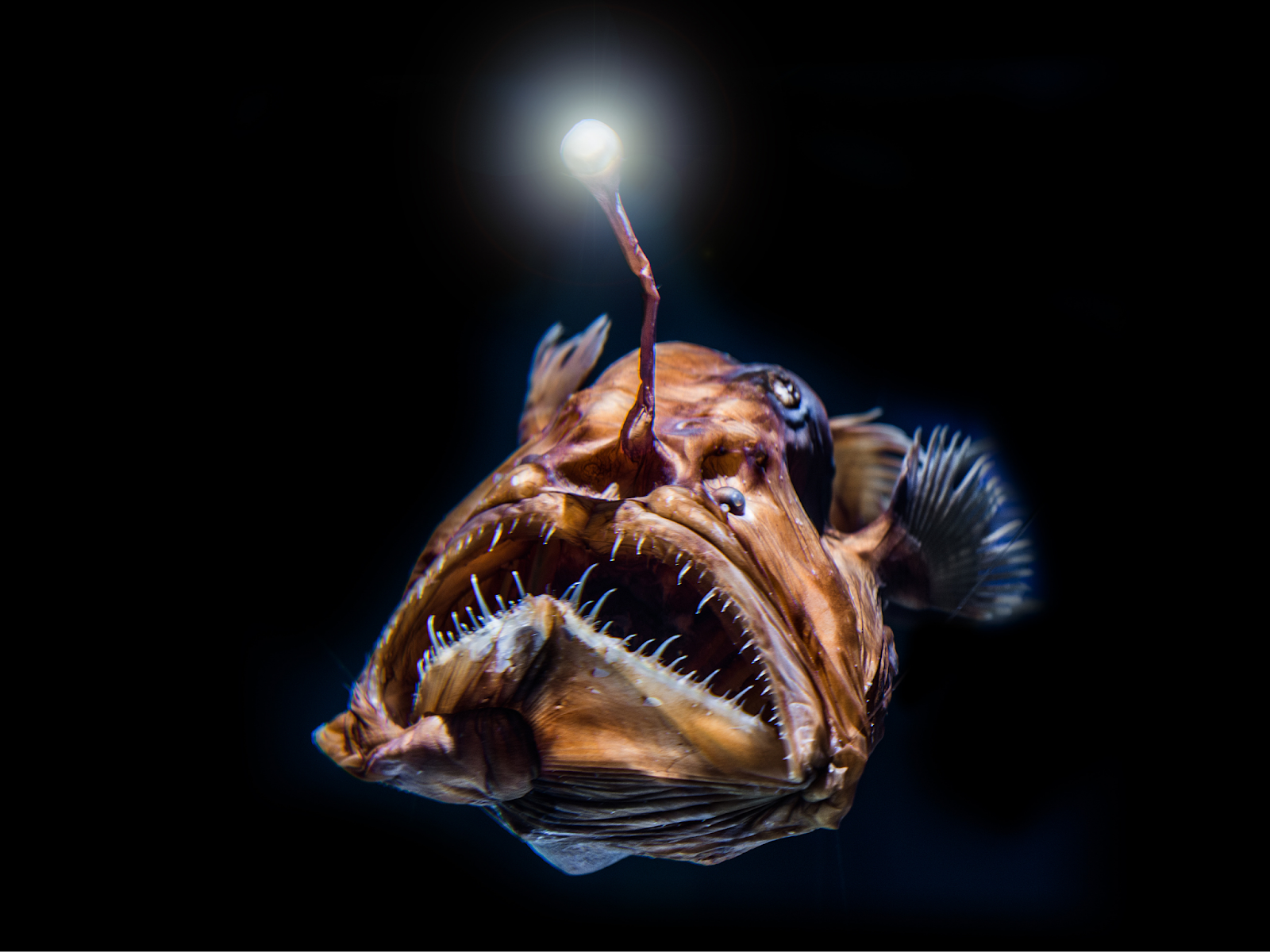 Humpback Anglerfish Finding Nemo