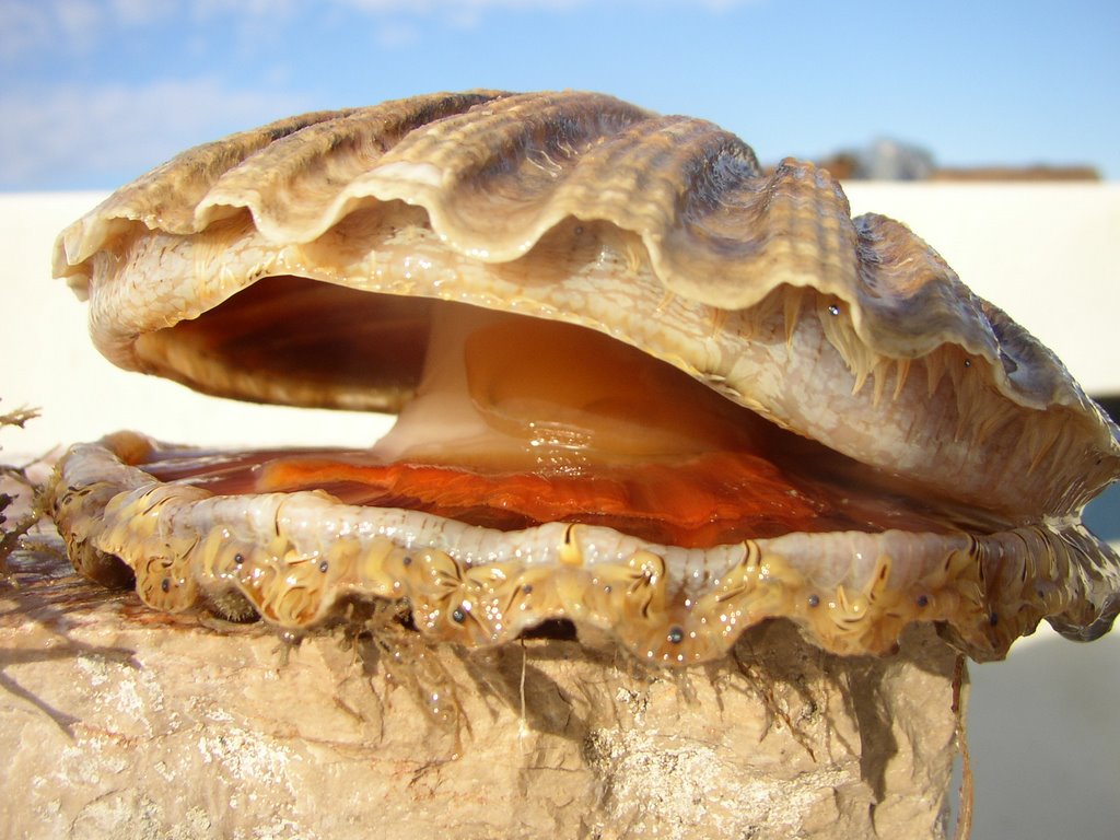 Jeste li za školjke? Školjke i neki morski puževi Jadrana - Nauka govori