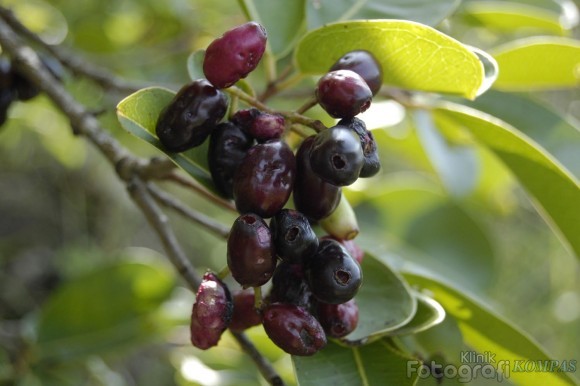 BlogBuah: JAMBLANG (JUWET)