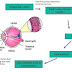 Mekanisme Proses Melihat pada Mata Manusia