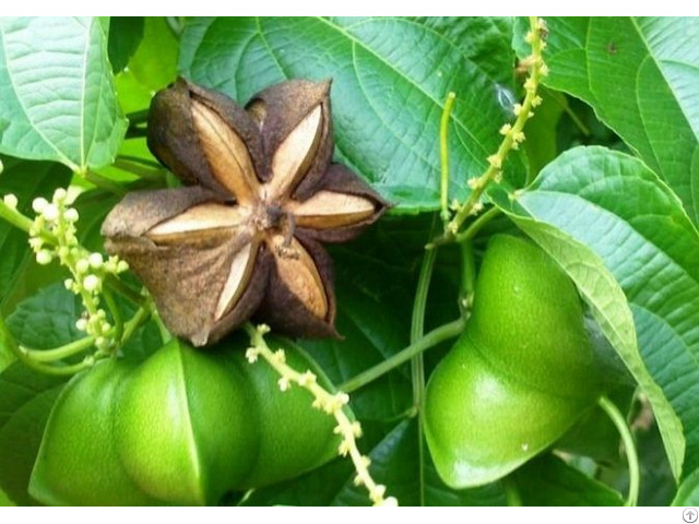 PANDUAN LENGKAP BUDIDAYA DAN PEMANFAATAN KACANG SACHA INCHI