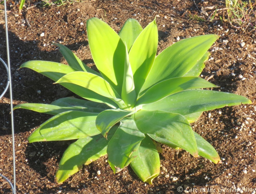 Late to the Garden Party: New Foliage Plants!