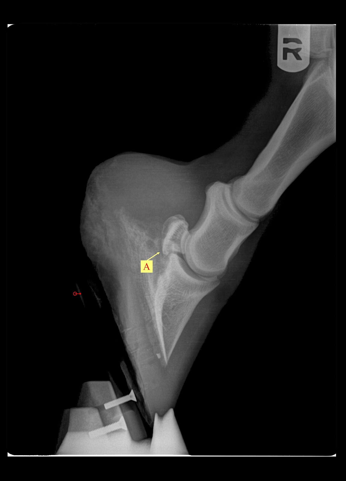 Innovative Equine Podiatry: Navicular case examples