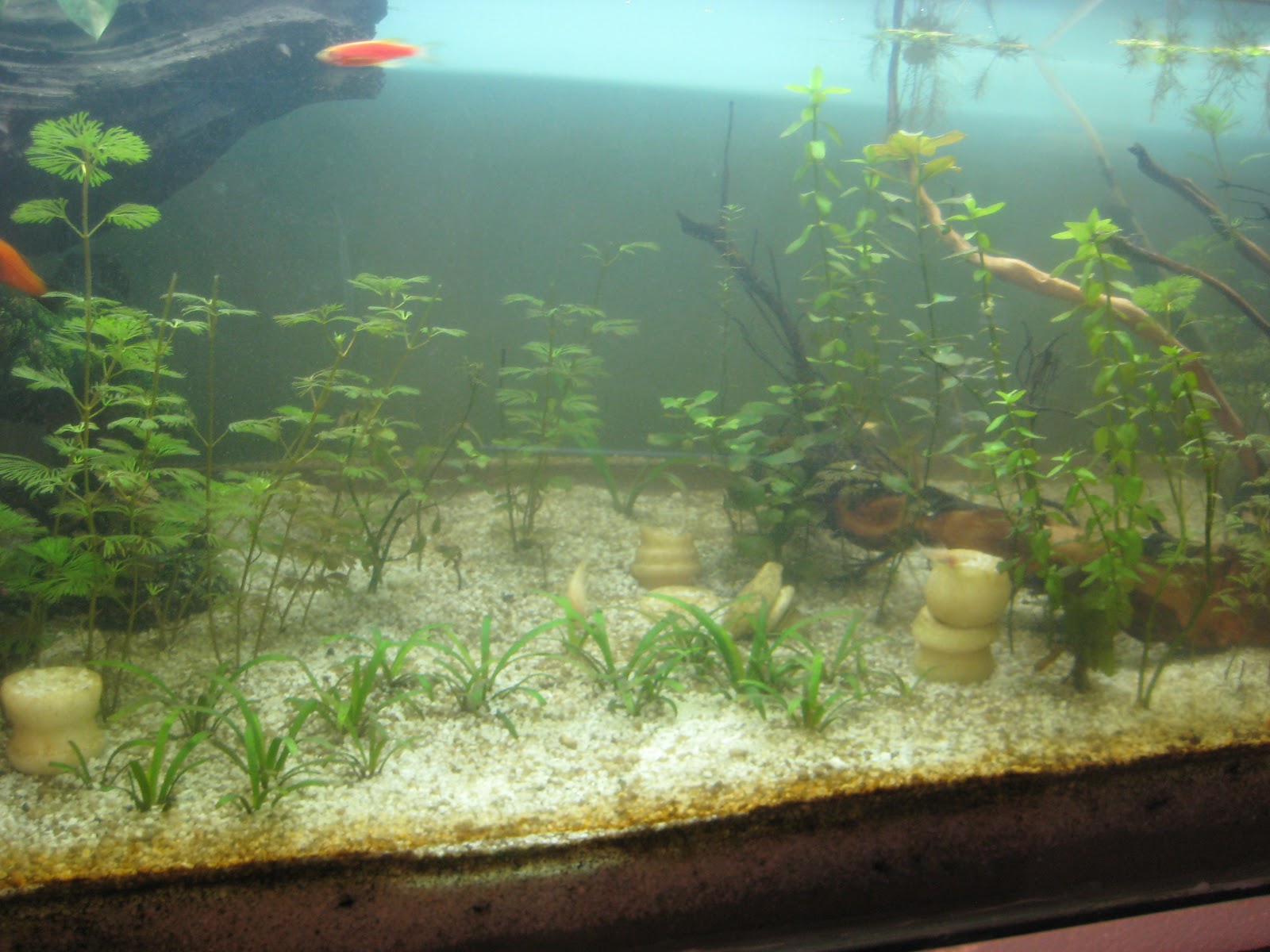 My Fresh Water Aquarium - Natural Planted Tank (Walstad Method ...