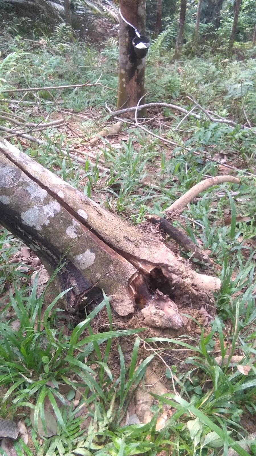 Cerita dari Lipis: Projek Tanam Getah