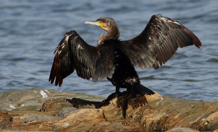 Aves por España: Cormorán grande (Phalacrocorax carbo)