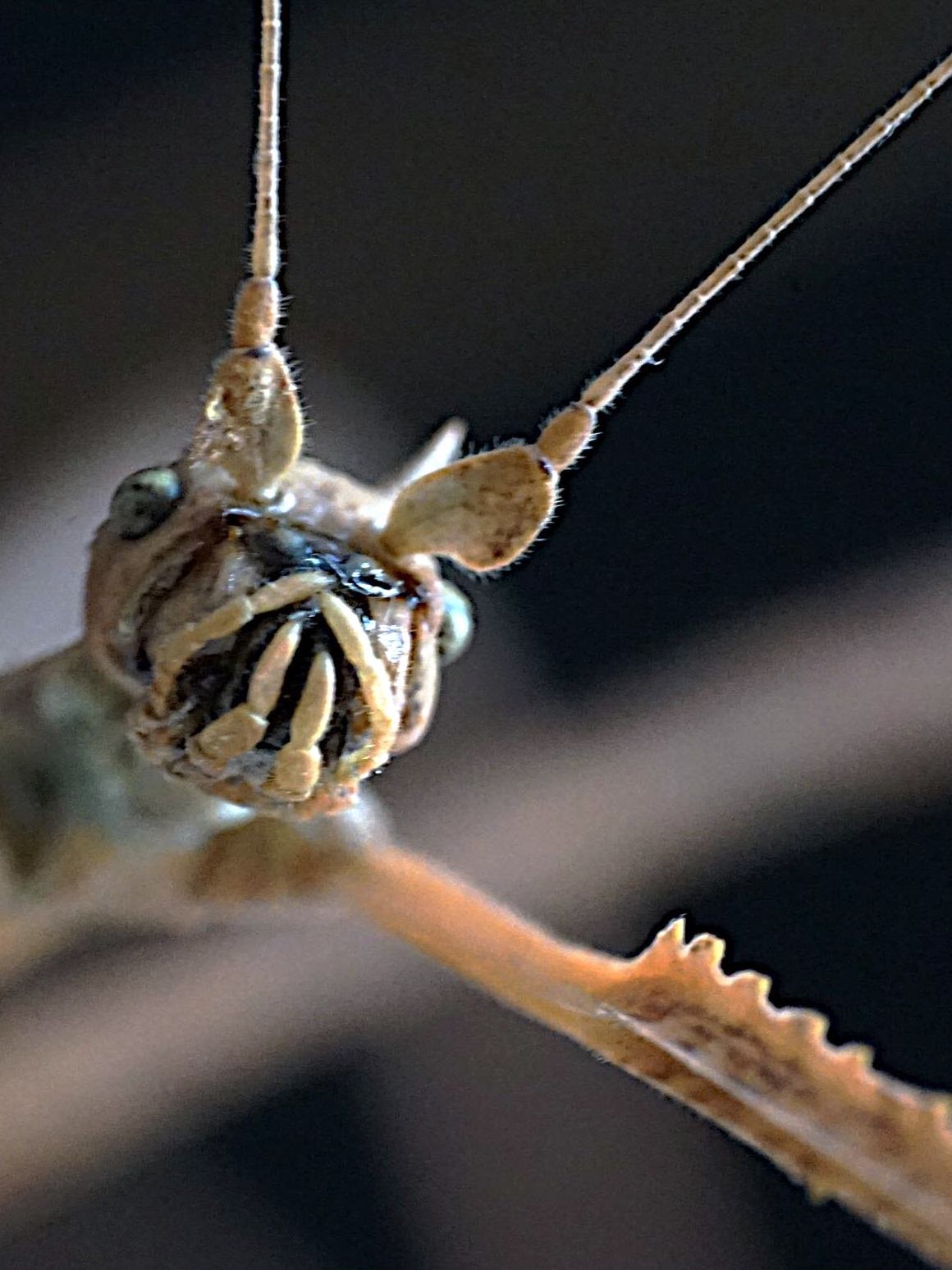 Taxonomía Arthropoda: Clase Insecta Orden Phasmida