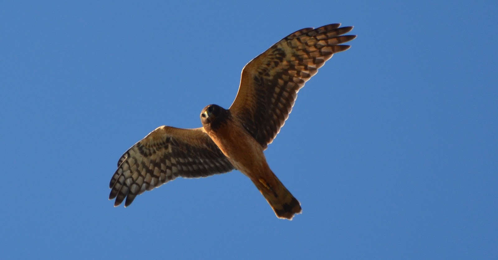 Coastal Virginia Wildlife Observatory: Gray Ghosts