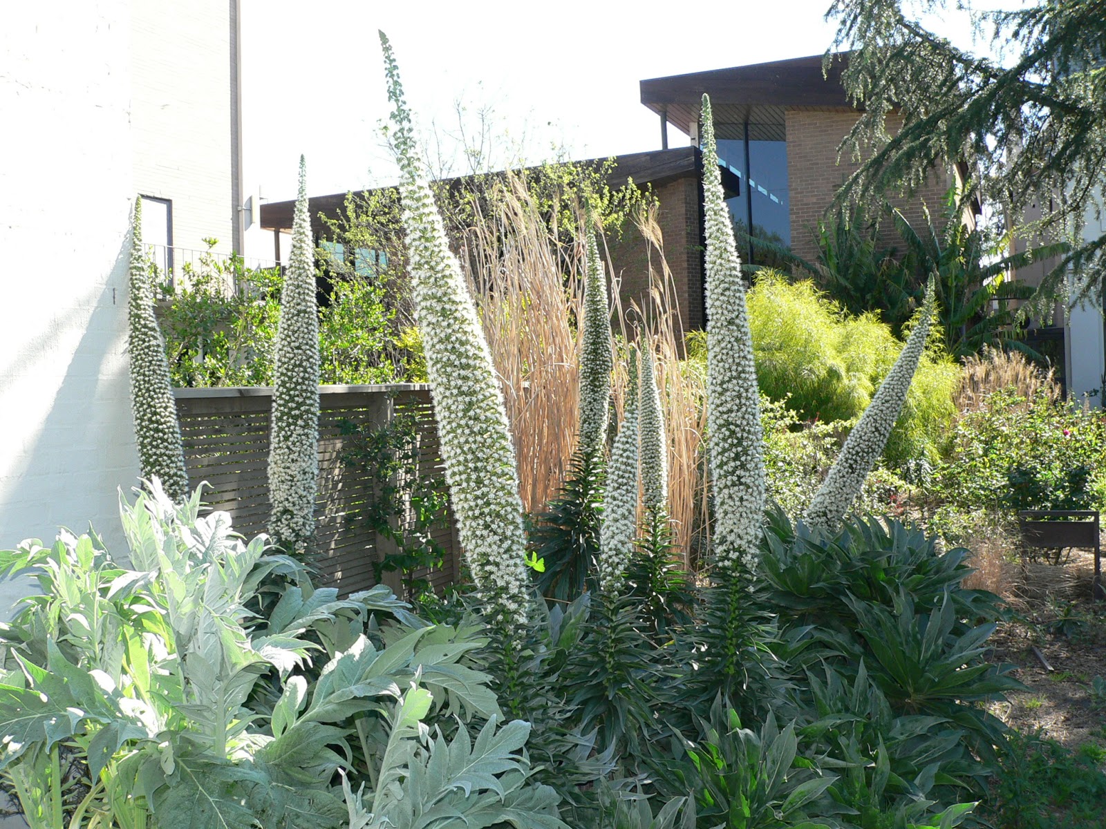 Aggregata Plants & Gardens: Echium simplex plants in Parkville