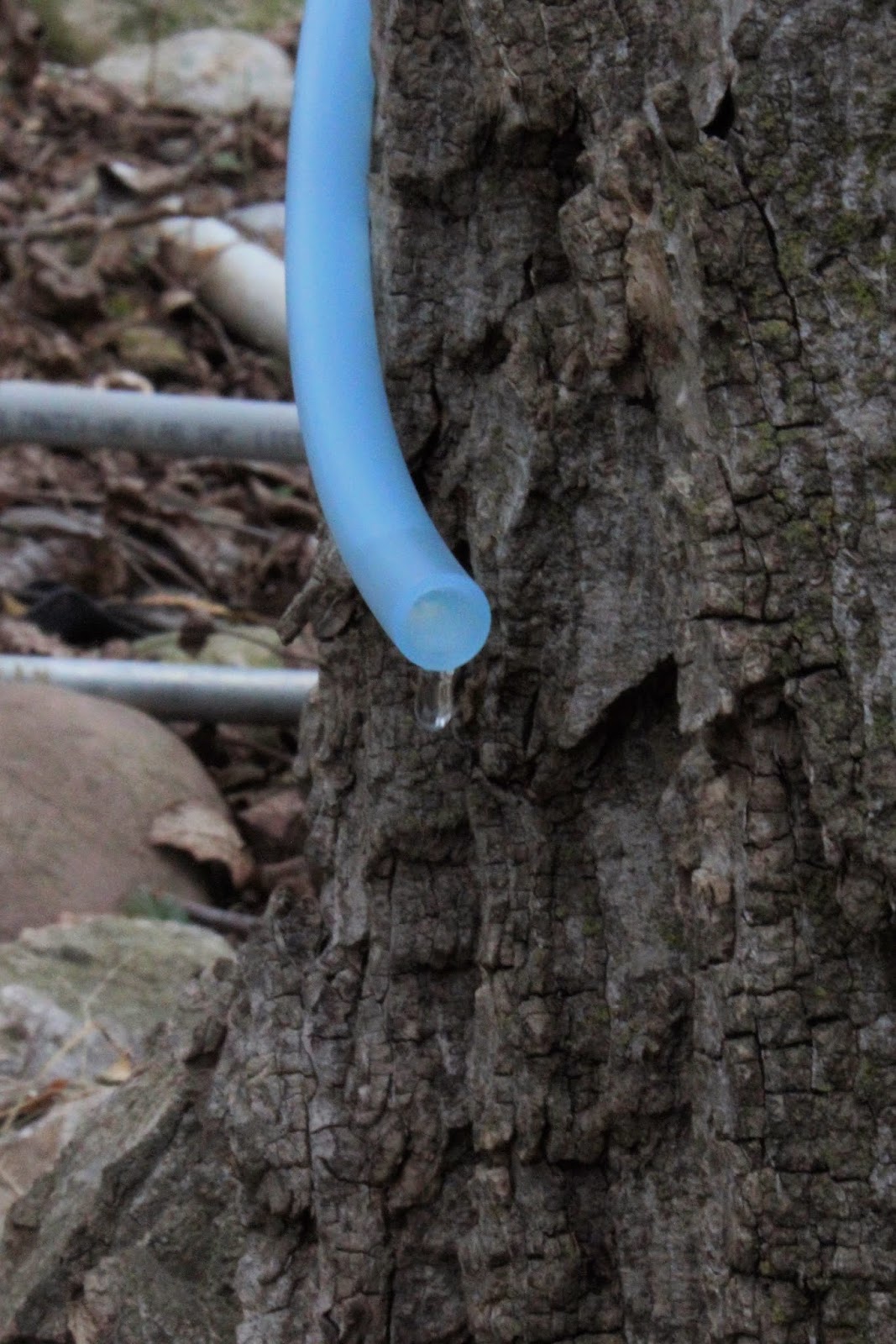 Reflections in the Window: From Sap to Syrup Part I {Homestead Learning}